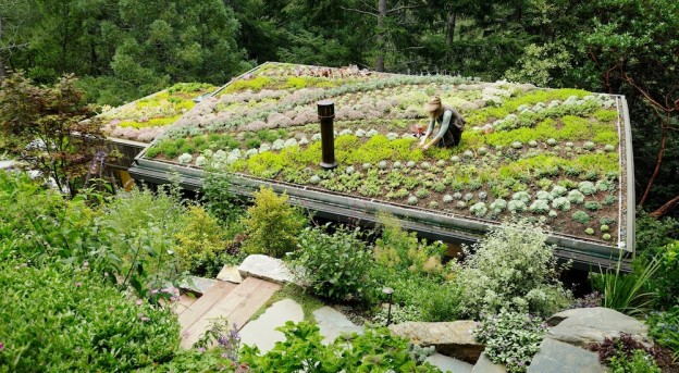 5 Examples of Living Green Roofs - Grass Turf and Succulent Sedums - Homeli